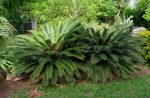 Cycads – How to Grow and Care Guide : AGT