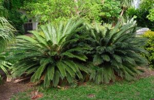 Cycads – How to Grow and Care Guide : AGT