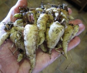 Murnong | Yam Daisy Grow and Care Guide - AGT