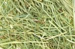10 Types of Hay and How to Use Them : AGT