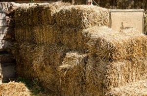 10 Types of Hay and How to Use Them : AGT