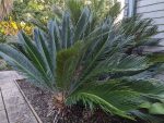 Cycads – How to Grow and Care Guide : AGT
