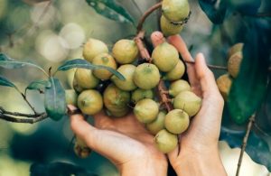 Macadamia (Macadamia Tree) – How to Grow and Care Guide - AGT