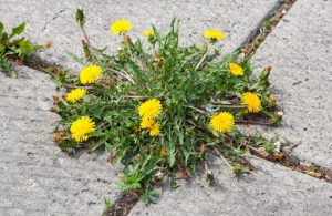 Dandelions – How to Grow and Harvest at Home - AGT