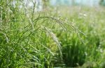 Couch Grass | Features, Uses, and How to Plant - AGT