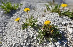 Dandelions – How to Grow and Harvest at Home - AGT