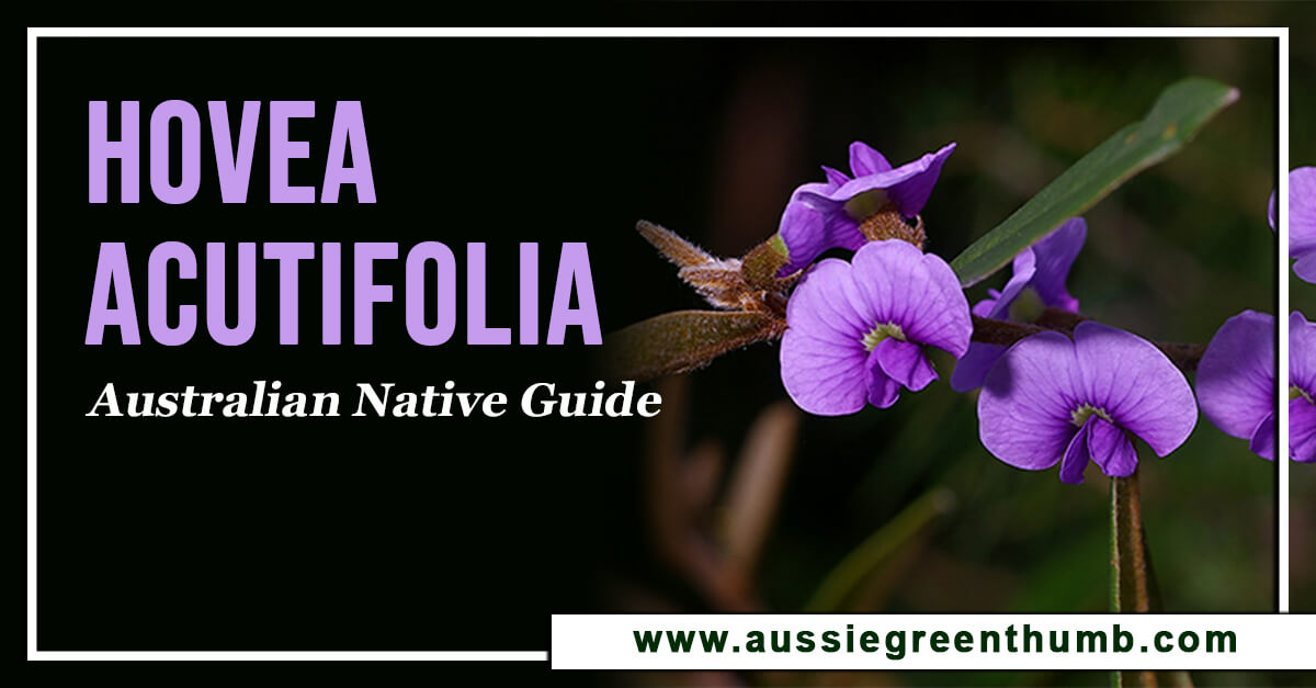 Hovea acutifolia (Purple Pea Bush) | Australian Native Guide - AGT