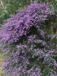 Hovea acutifolia (Purple Pea Bush) | Australian Native Guide - AGT