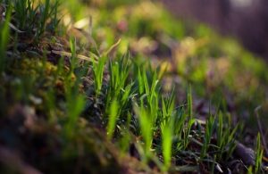 Couch Grass | Features, Uses, and How to Plant - AGT