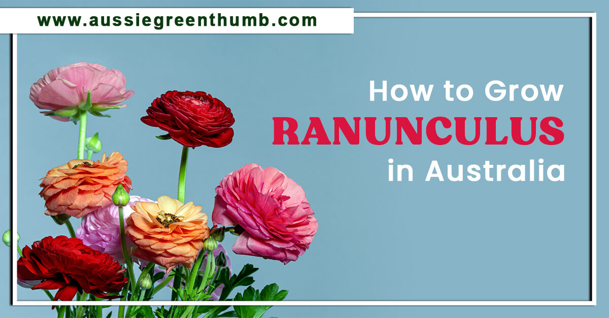 How to Grow Ranunculus in Australia : AGT