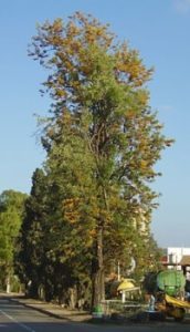 Grevillea robusta (Silky Oak Tree) Growing Guide