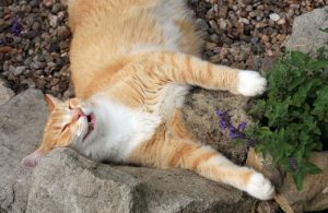 How to Grow Catnip and its Benefits : AGT