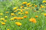 How to Grow and Care for Calendula : AGT
