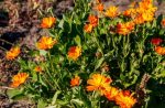How to Grow and Care for Calendula : AGT
