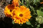How to Grow and Care for Calendula : AGT