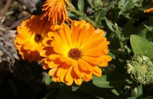 How to Grow and Care for Calendula : AGT