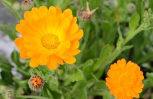How to Grow and Care for Calendula : AGT