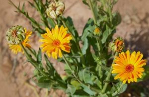 How to Grow and Care for Calendula : AGT