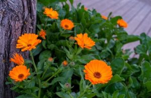 How to Grow and Care for Calendula : AGT