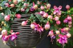 Fuchsia Plant – How to Grow and Care Guide - AGT