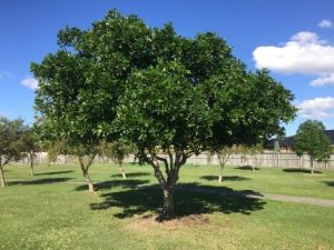 Tuckeroo Tree – Australian Native Guide - AGT
