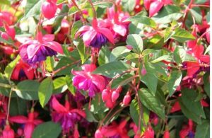 Fuchsia Plant – How to Grow and Care Guide - AGT