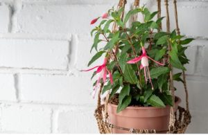 Fuchsia Plant – How to Grow and Care Guide - AGT