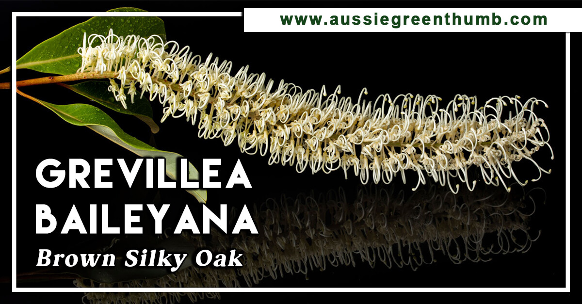Grevillea baileyana (Brown Silky Oak) Growing Guide : AGT