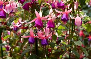 Fuchsia Plant – How to Grow and Care Guide - AGT