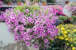 How to Grow and Care for Petunias