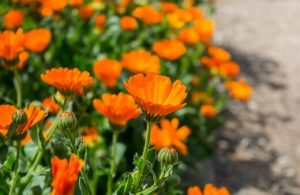 How to Grow and Care for Calendula : AGT