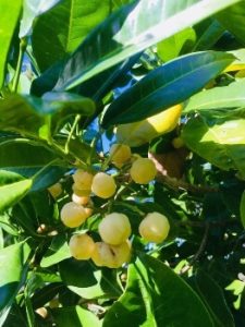 Acronychia acidula (Lemon Aspen) – Australian Native Growing Guide - AGT