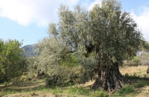 Olive Tree – How to Grow and Care Guide : AGT