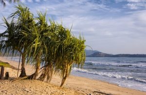 Pandanus | Screw Pine Grow & Care Guide : AGT