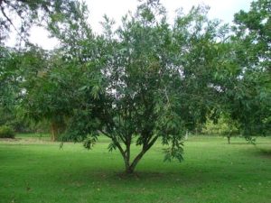 Rose Apple (Syzygium jambos) Growing Guide