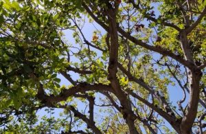 Tuckeroo Tree – Australian Native Guide - AGT
