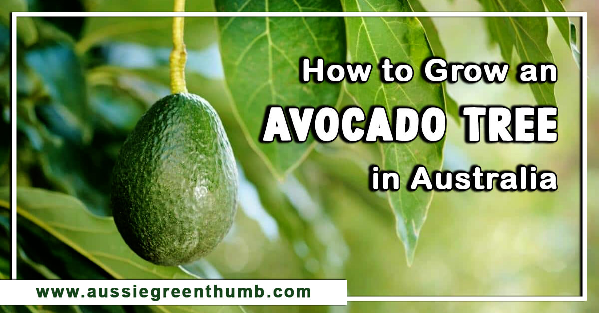 How to Grow an Avocado Tree in Australia - AGT