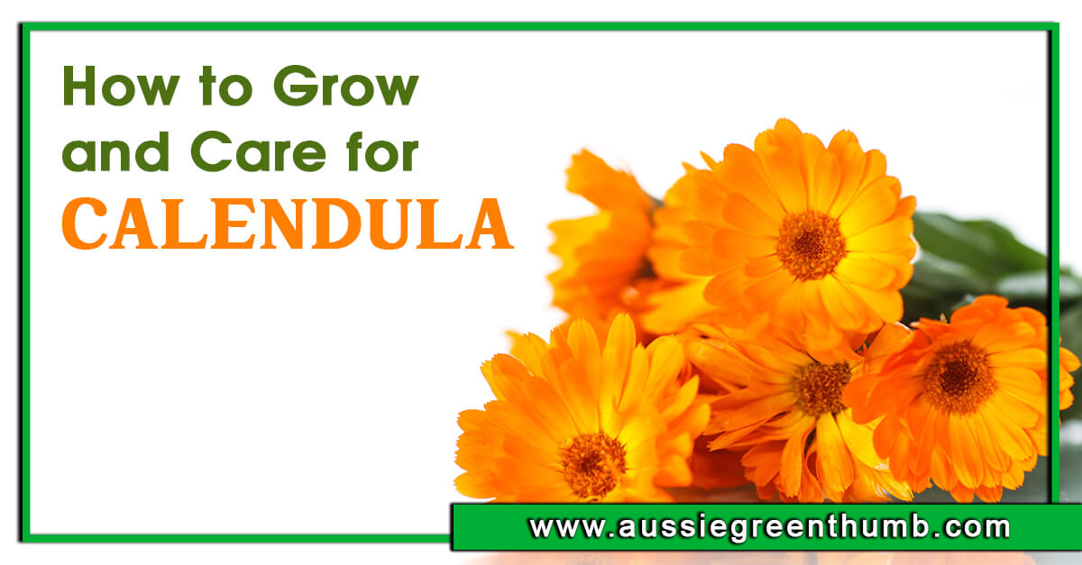 How to Grow and Care for Calendula : AGT