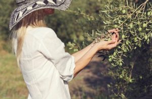 Olive Tree – How to Grow and Care Guide : AGT