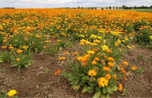 How to Grow and Care for Calendula : AGT