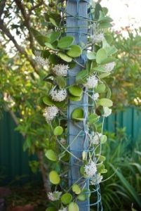 Hoya Plant – Growing and Care Guide