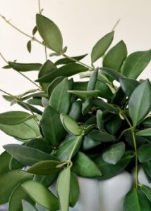 Hoya Plant – Growing and Care Guide