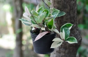 Hoya Plant – Growing and Care Guide