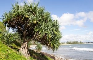 Pandanus | Screw Pine Grow & Care Guide : AGT