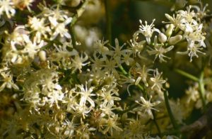 Acronychia acidula (Lemon Aspen) – Australian Native Growing Guide - AGT