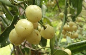 Acronychia acidula (Lemon Aspen) – Australian Native Growing Guide - AGT