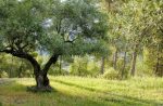 Olive Tree – How to Grow and Care Guide : AGT