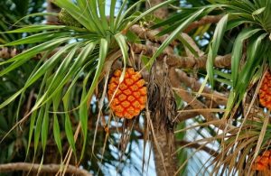 Pandanus | Screw Pine Grow & Care Guide : AGT