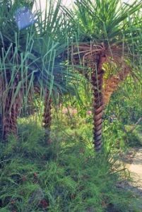 Pandanus | Screw Pine Grow & Care Guide : AGT