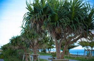 Pandanus | Screw Pine Grow & Care Guide : AGT